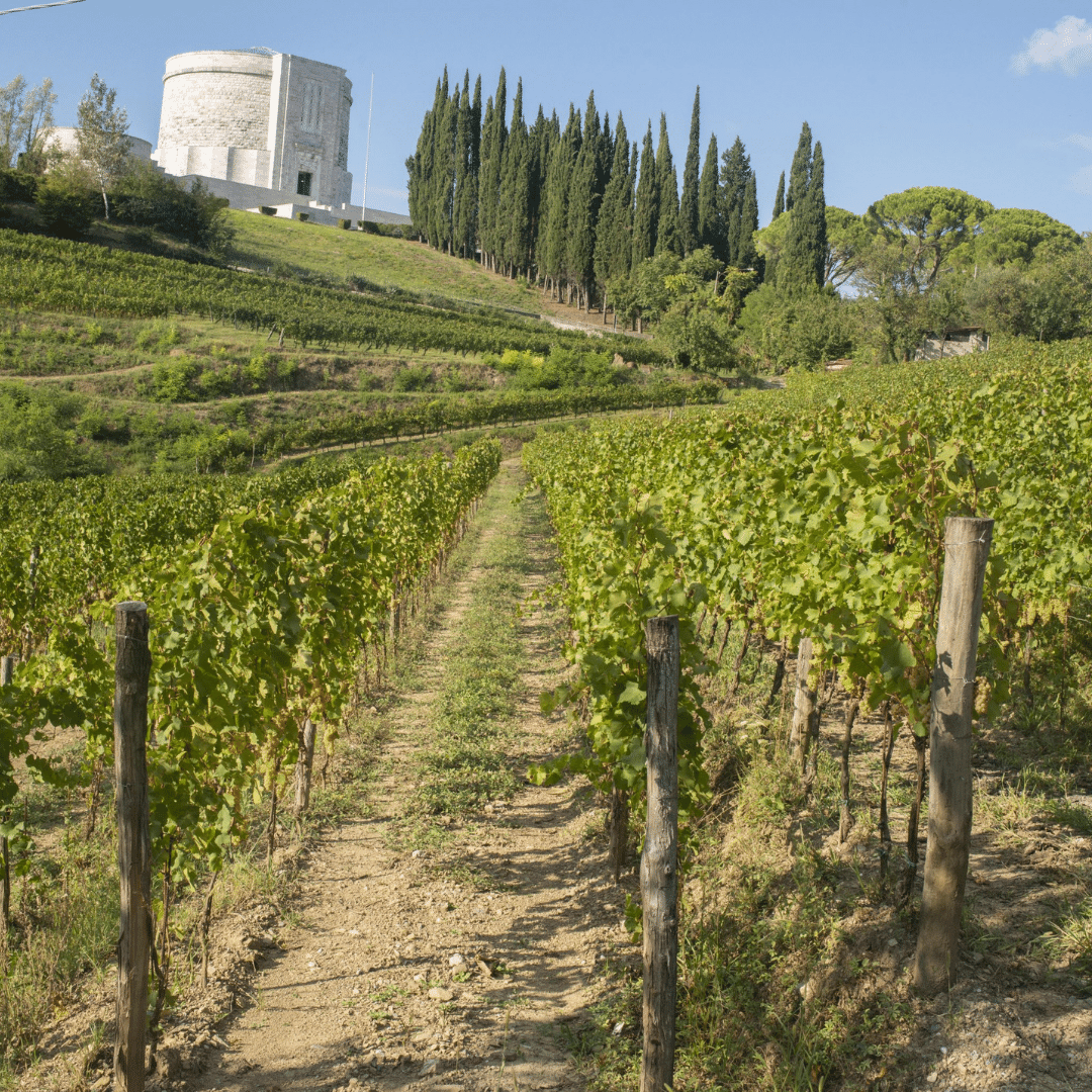 "Sivi" Venezia Giulia | Dario Prinčič | MYSA Natural Wine