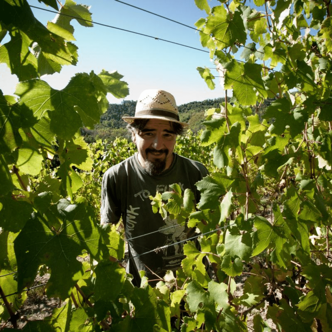 Umberta | Iuli | MYSA Natural Wine