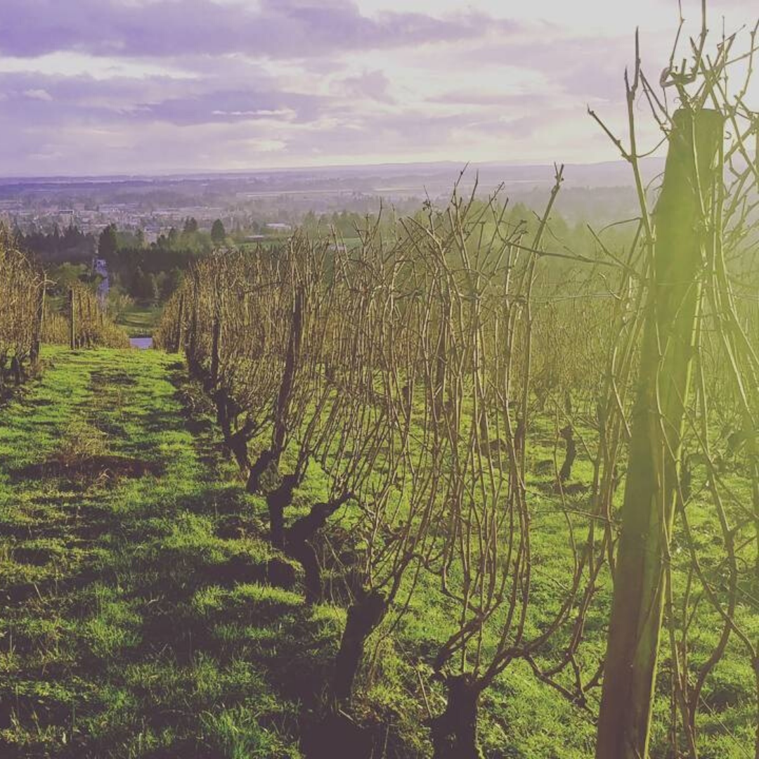 Romeo Red | Loop de Loop | MYSA Natural Wine