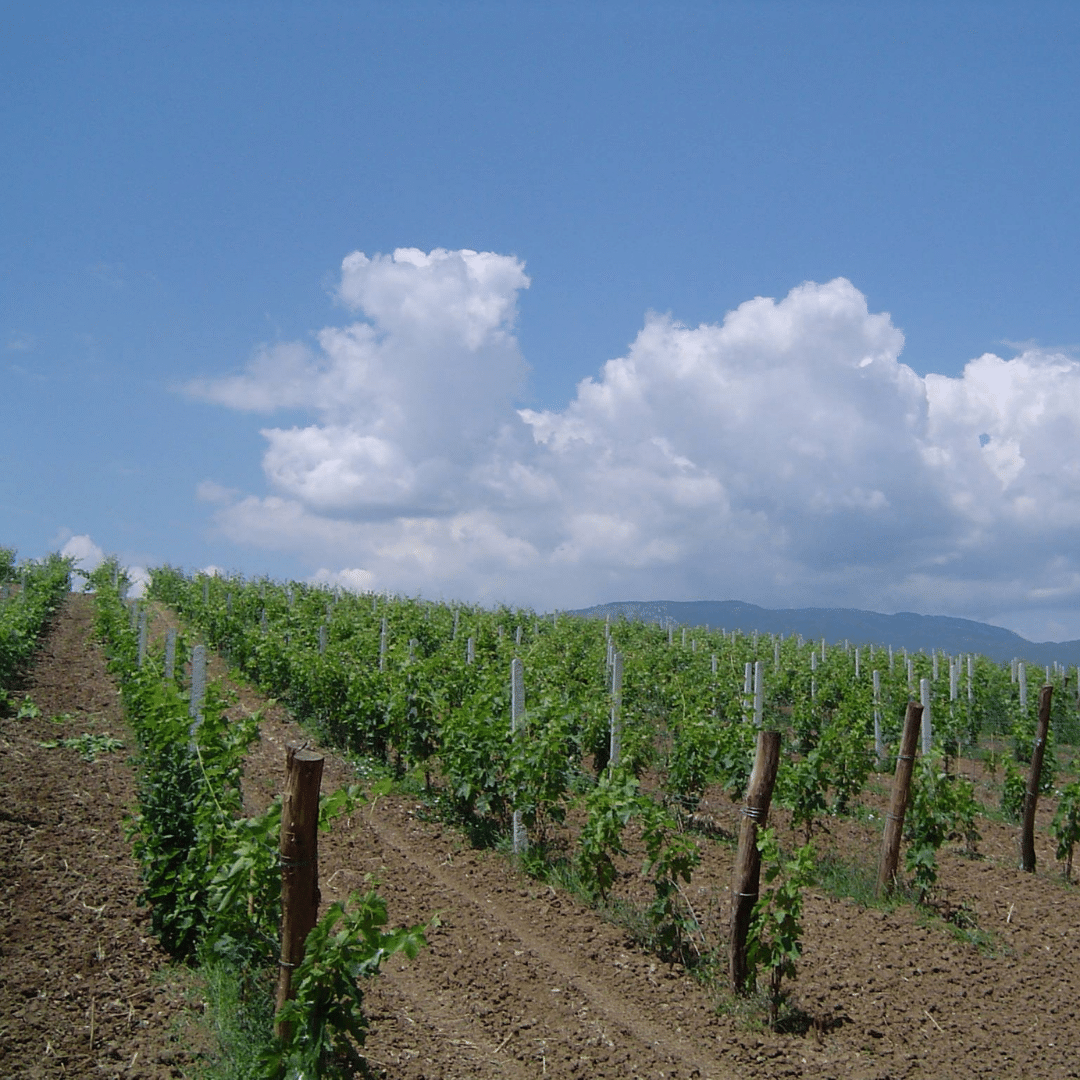 Roditis | Domaine Tatsis | MYSA Natural Wine