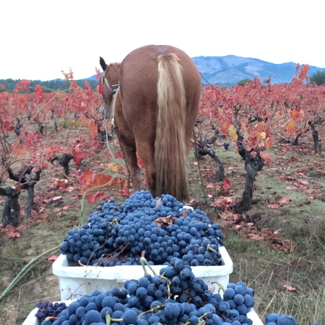 Weon | Vina Maitia | MYSA Natural Wine